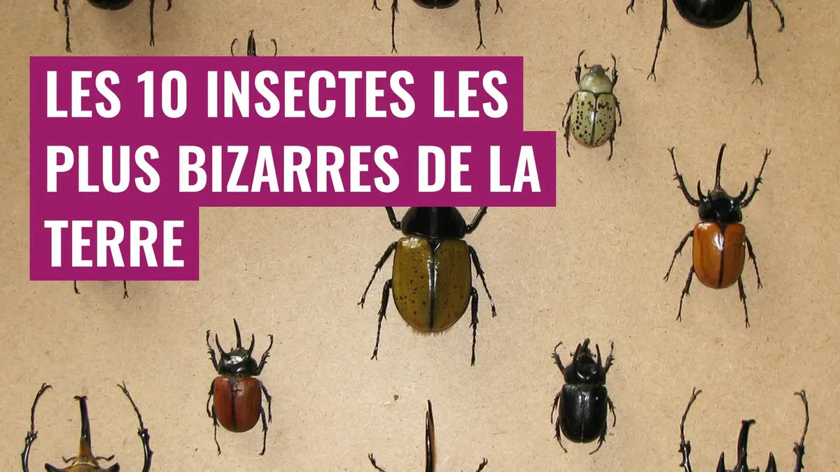 Les 10 insectes les plus bizarres de la Terre